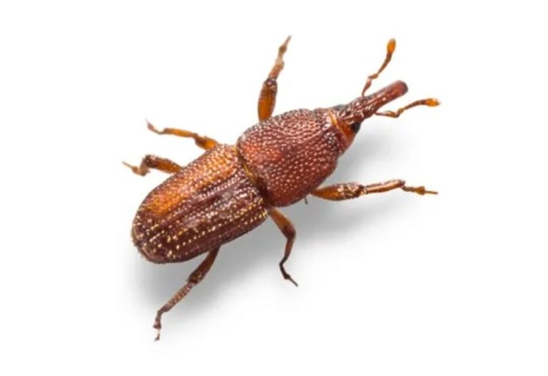 Eliminate Bedroom Weevils: Expert Guidelines